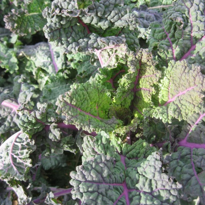 Rainbow Lacinato Heirloom Kale - Organic