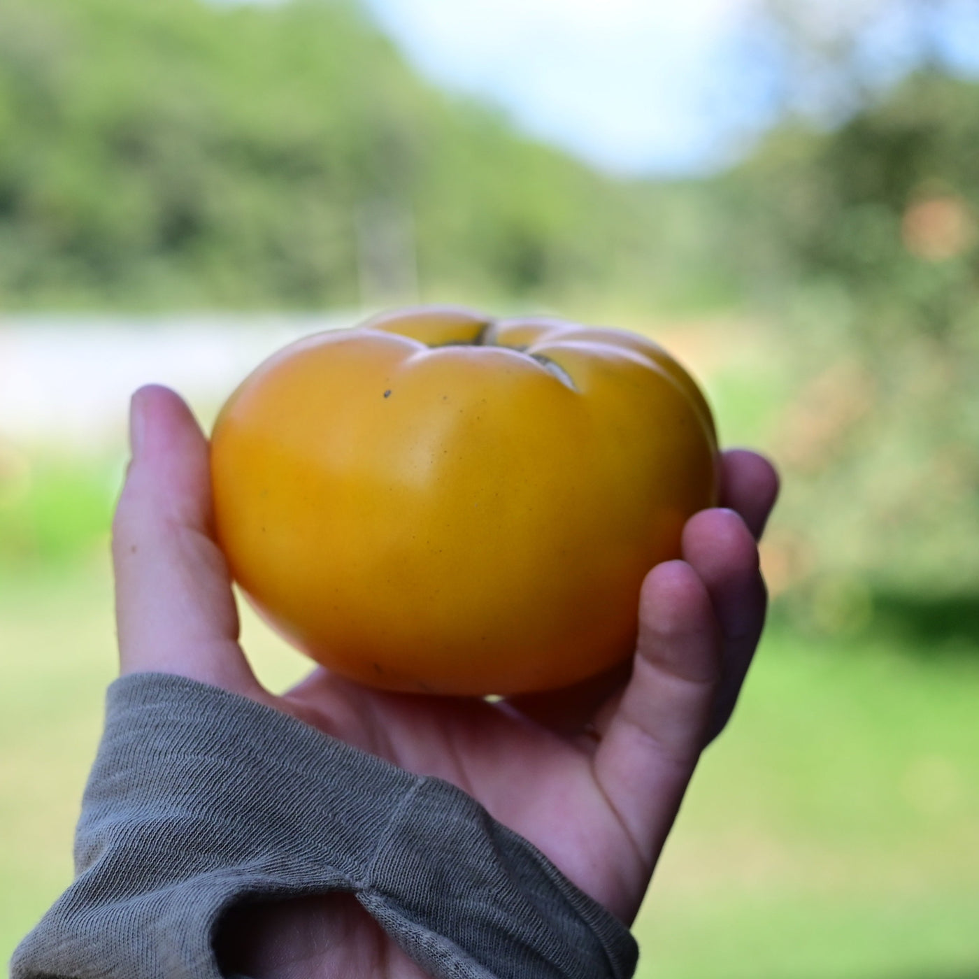 Azoychka Yellow Slicer Heirloom Tomato - Organic