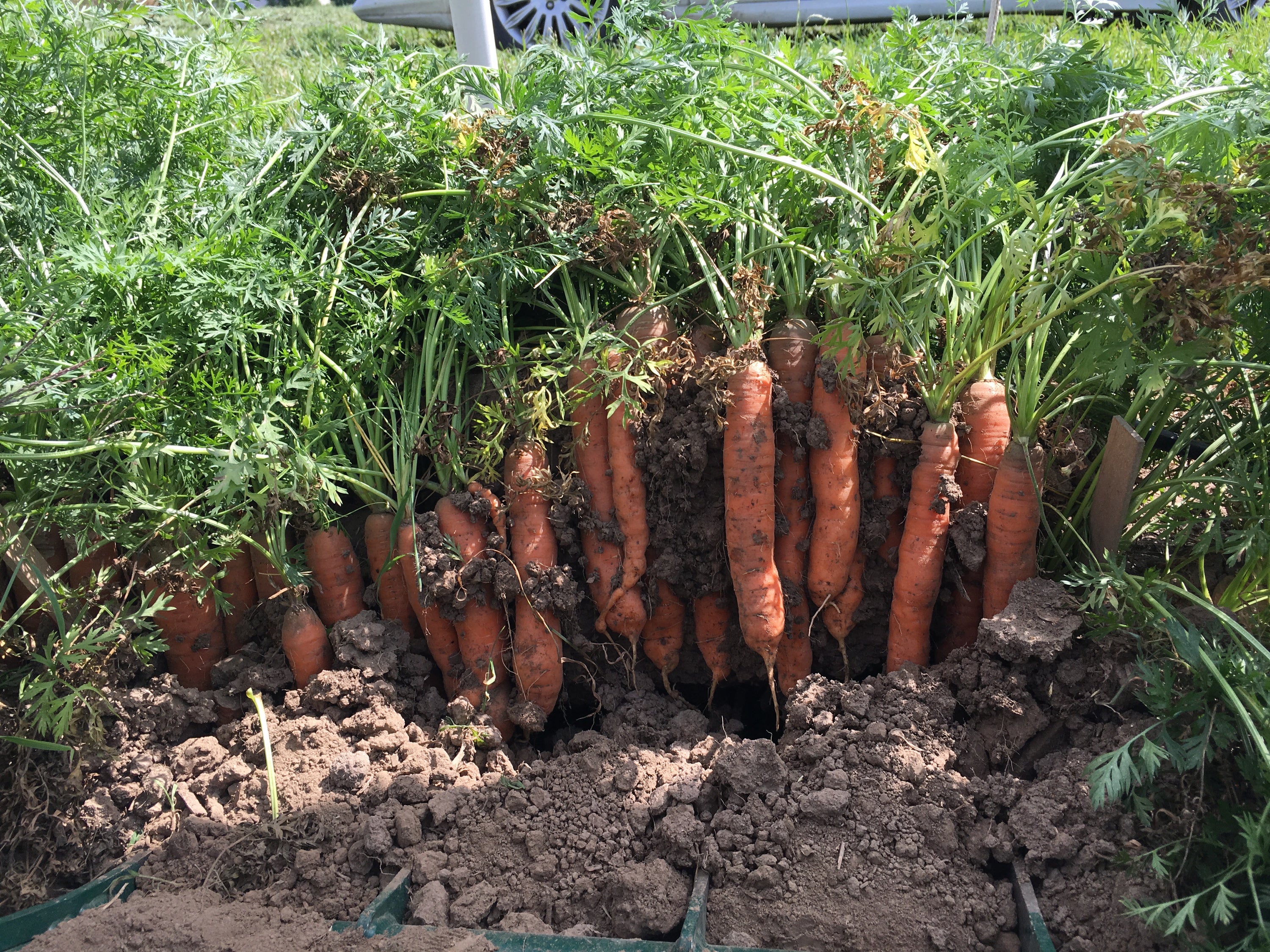 Carrot Growing Resources