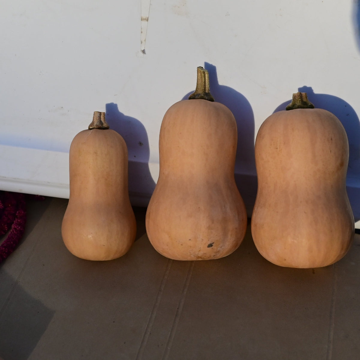 Brûlée Mini Butternut Premium Winter Squash