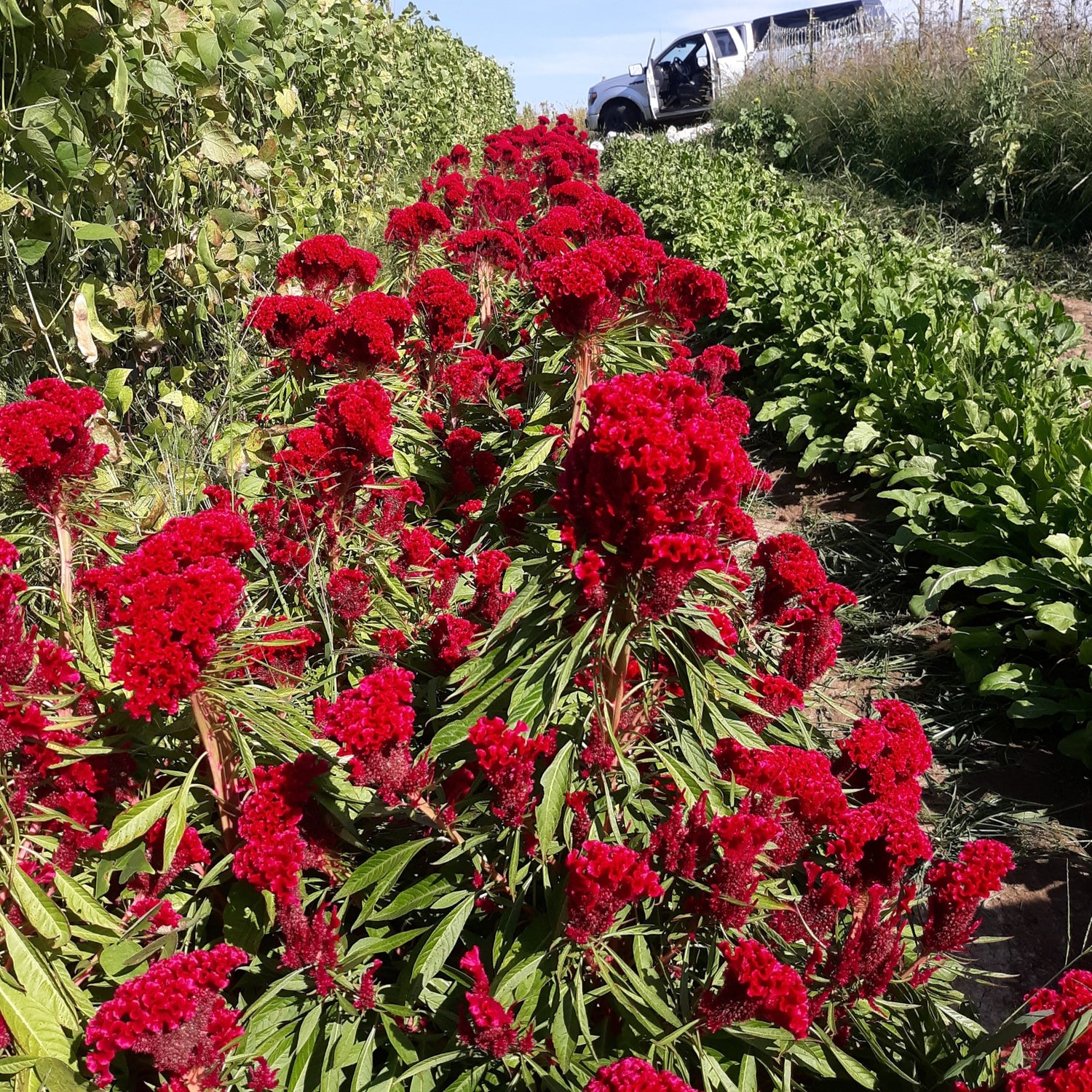 Amish Cockscomb Celosia Flower - Organic