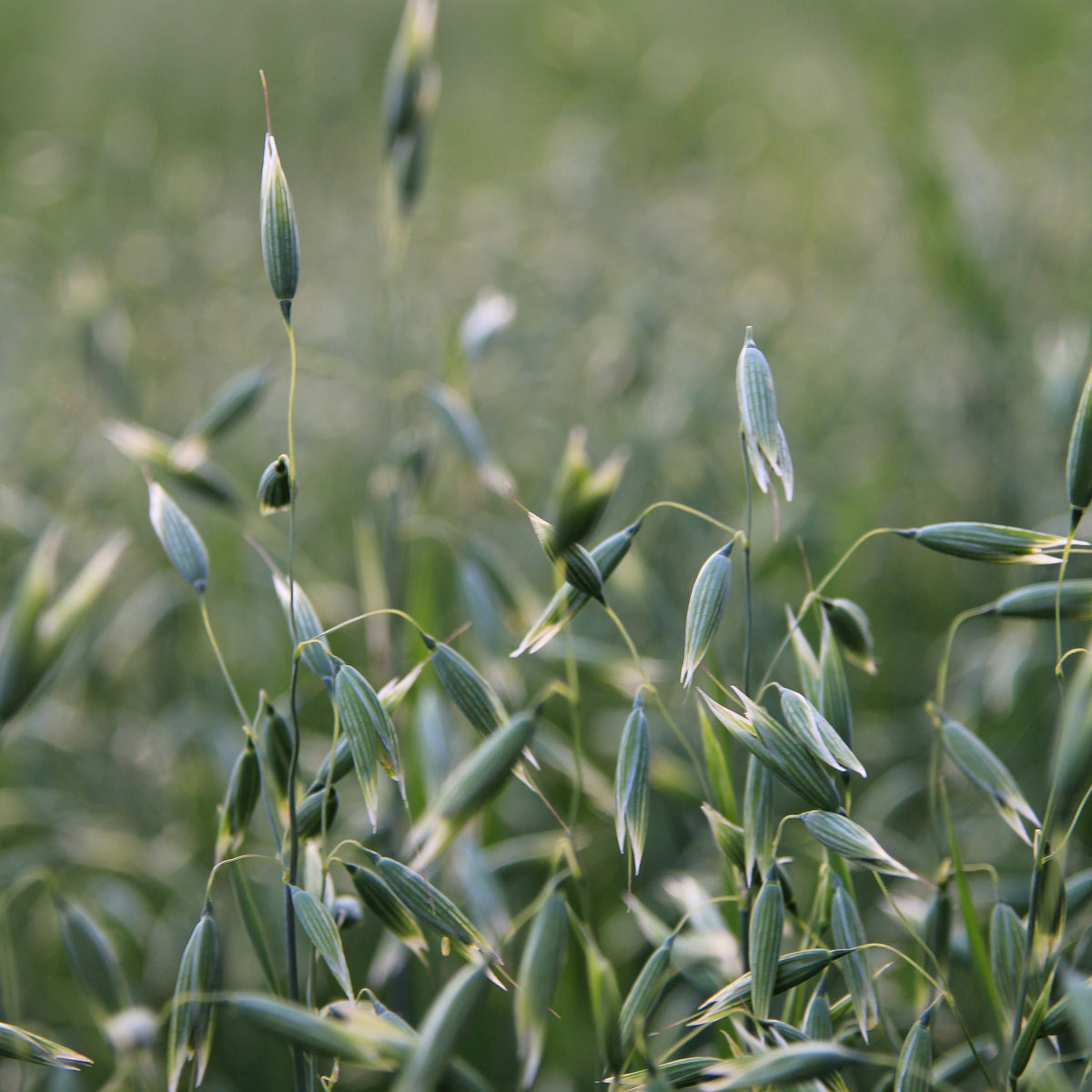 Oats Spring Cover Crop