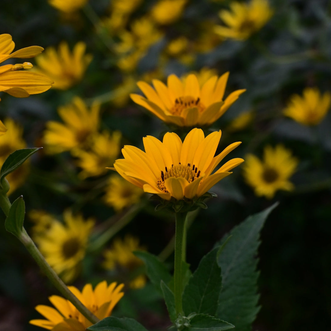 Early Sunflower Native Prairie Forb - Organic