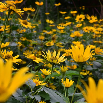 Early Sunflower Native Prairie Forb - Organic