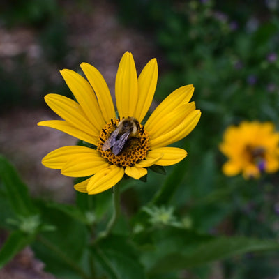 Early Sunflower Native Prairie Forb - Organic