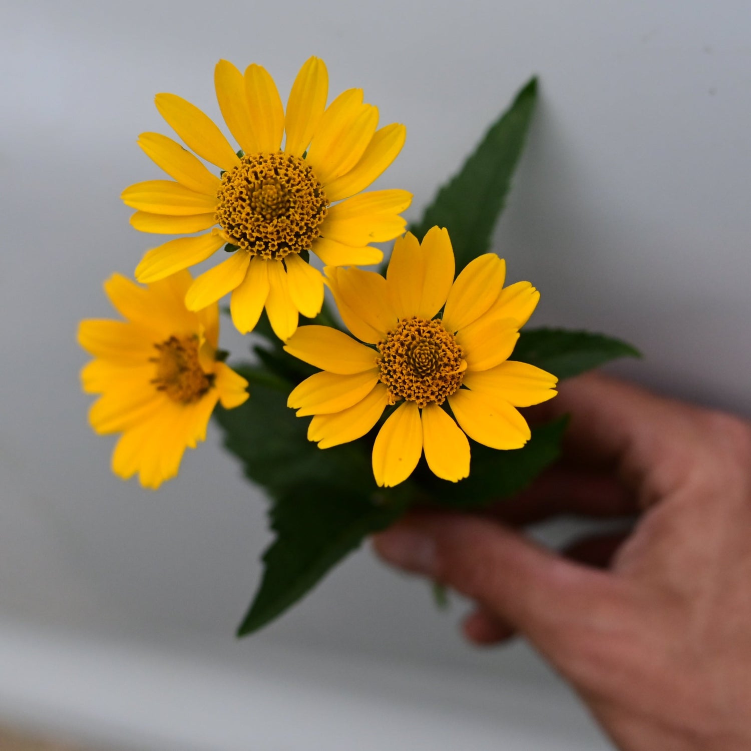 Early Sunflower Native Prairie Forb - Organic