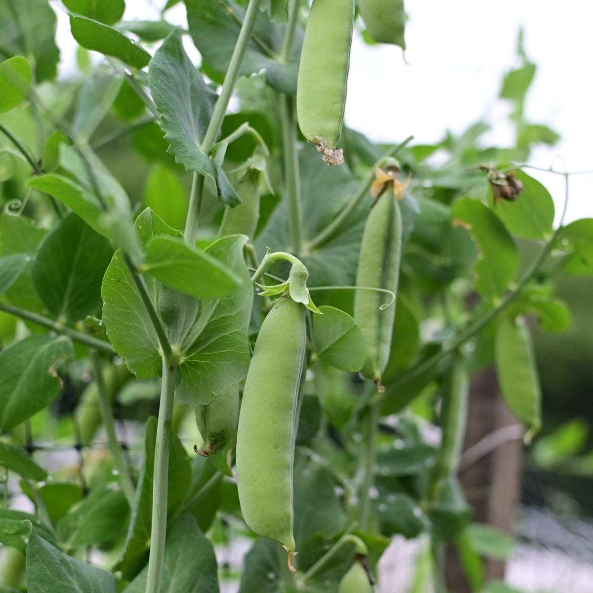 Sugar Ann Dwarf Vine Snap Pea - Organic