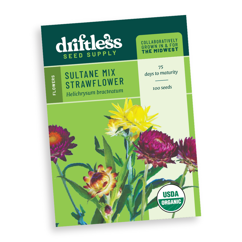 Sultane Mix Strawflowers