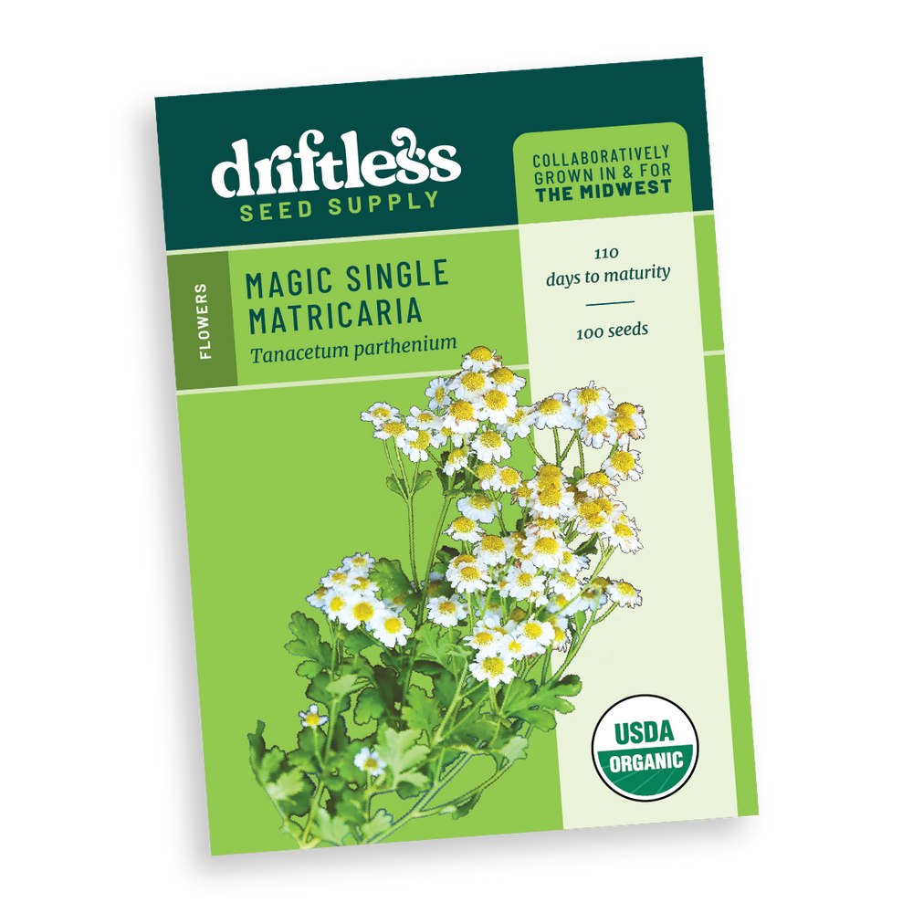 Magic Single Matricaria AKA Feverfew Cut Flower - Organic